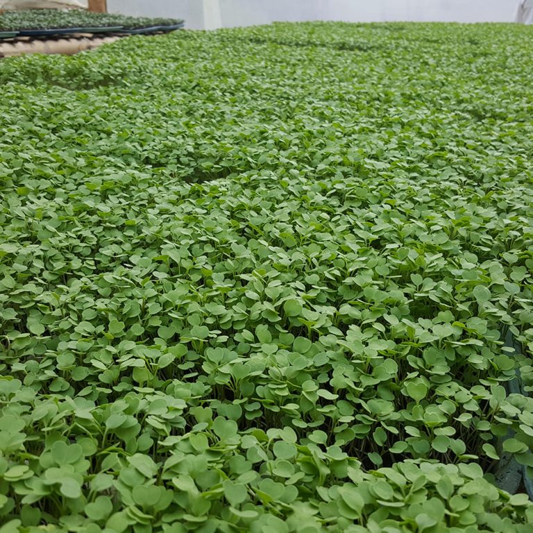 Germinados Archives - Bio Bio - Del campo a la mesa