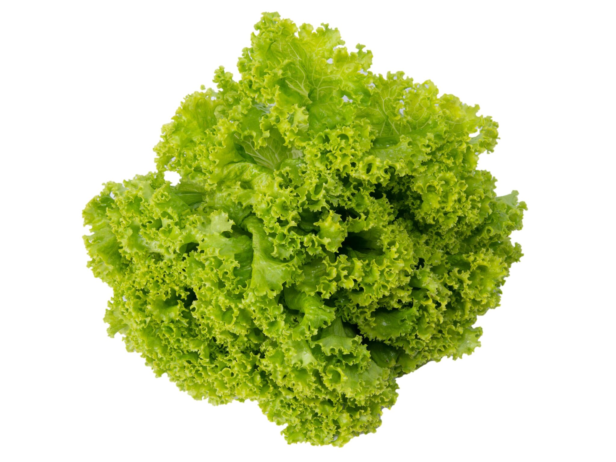 LECHUGA VERDE CRESPA - Bio Bio - Del campo a la mesa