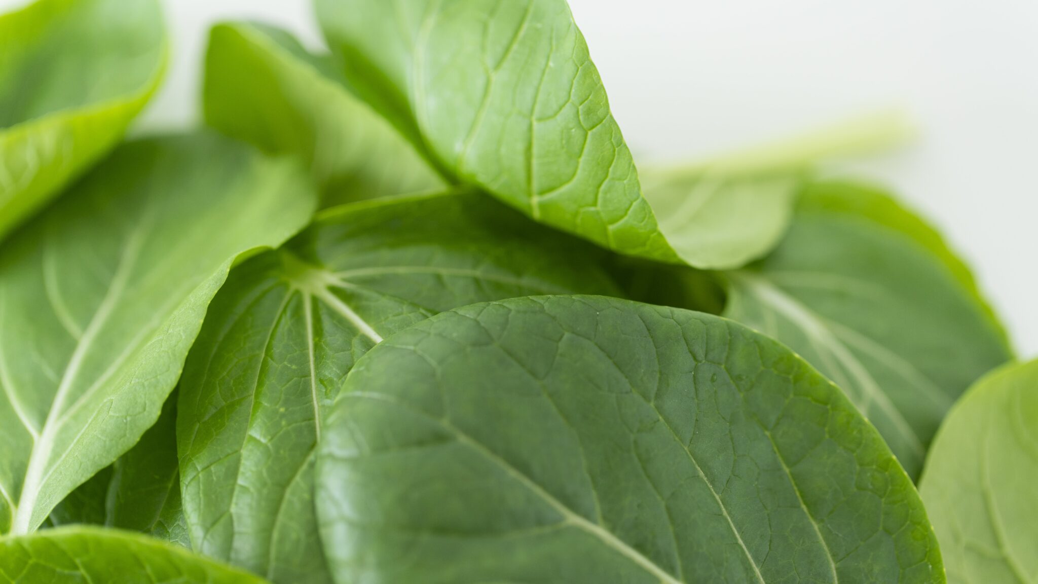 HOJA TATSOI - Bio Bio - Del campo a la mesa