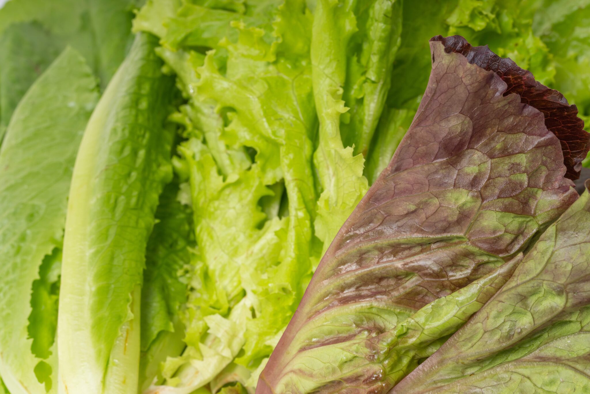 LECHUGAS MIXTAS - Bio Bio - Del campo a la mesa