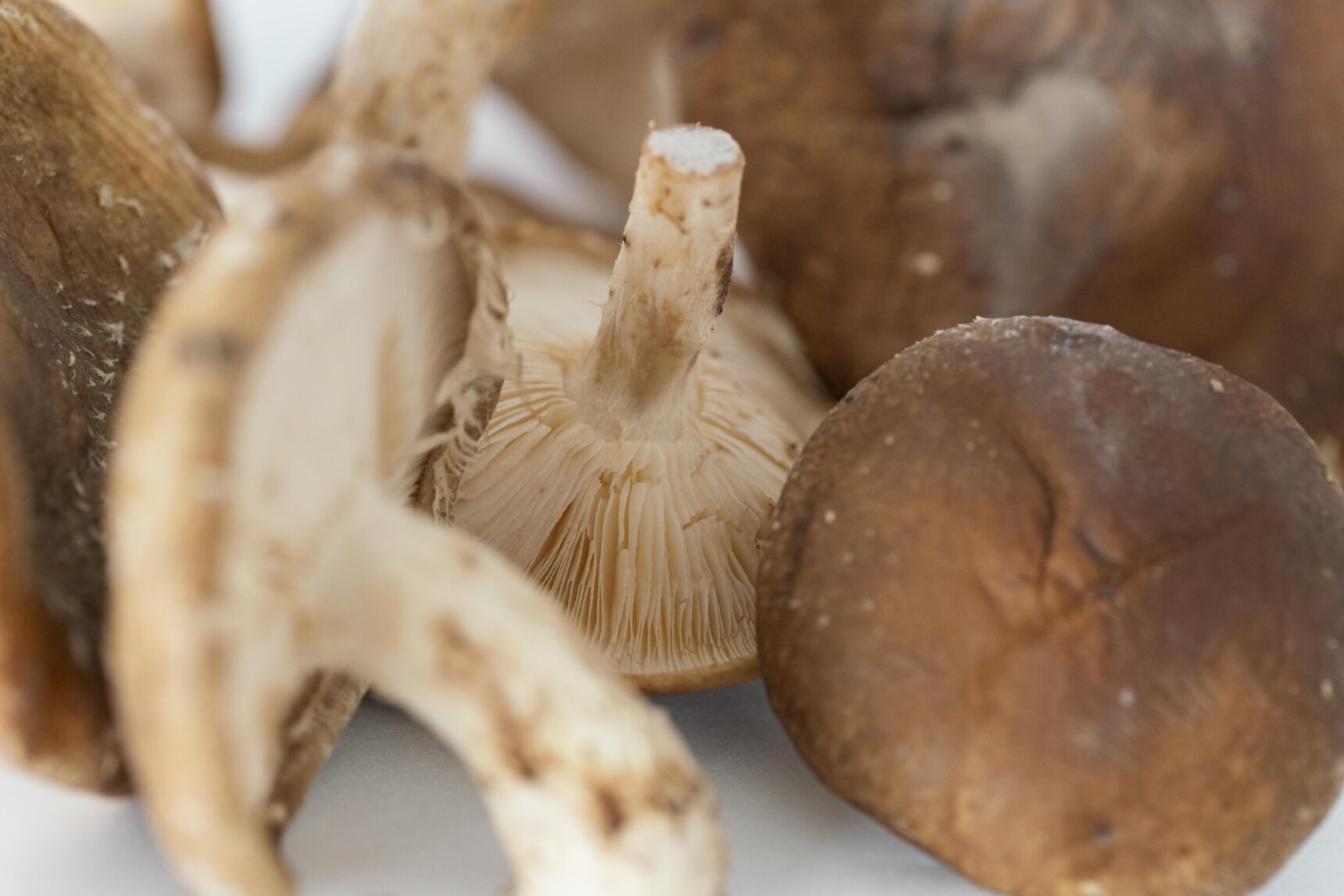 HONGO SHIITAKE - Bio Bio - Del campo a la mesa